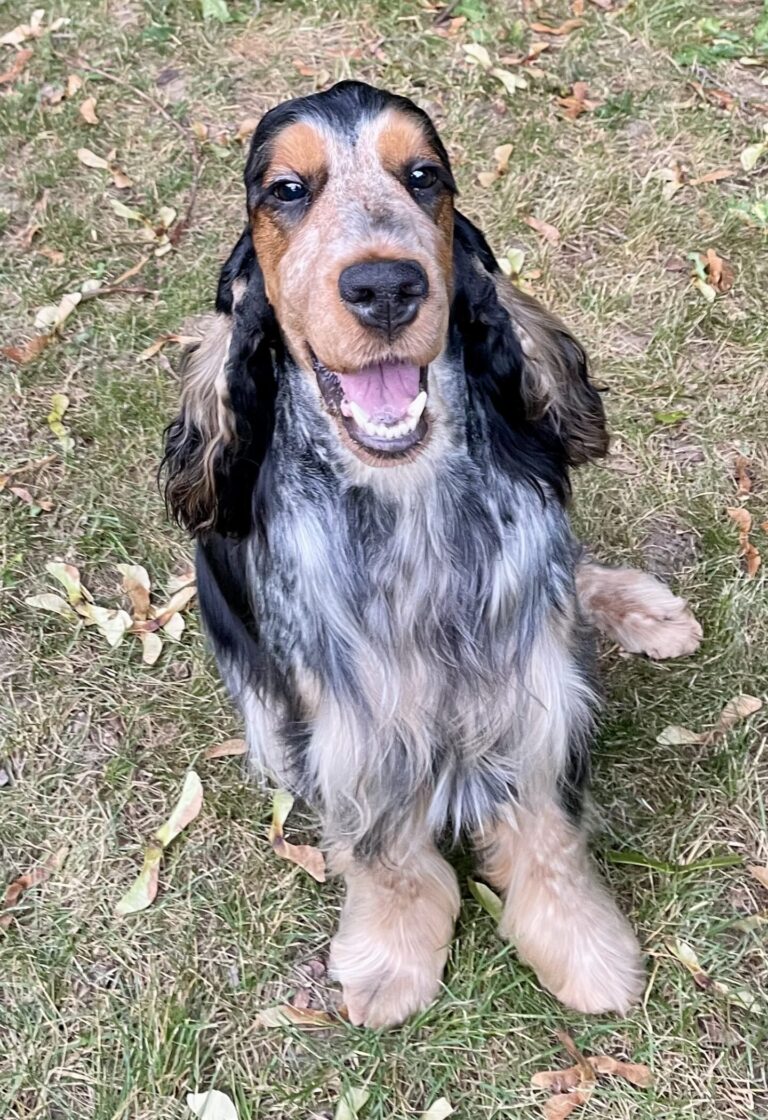 English Cockers - American and English Cocker Spaniels